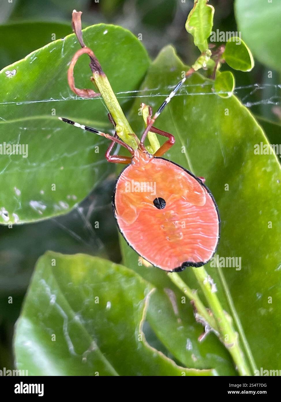 Bronze Orange Bug (Musgraveia sulciventris Stock Photo - Alamy