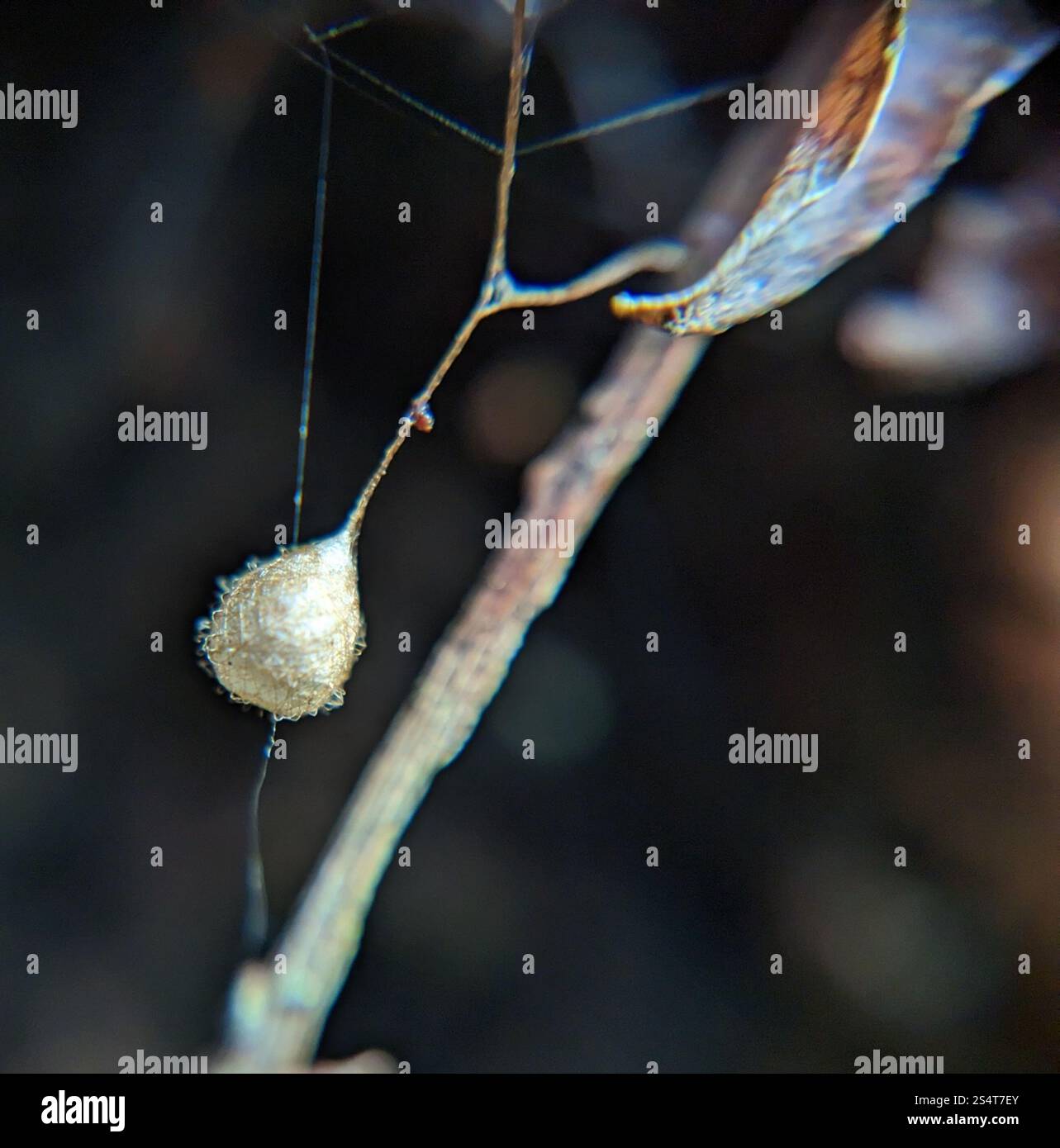 Pirate Spiders (Mimetidae Stock Photo - Alamy