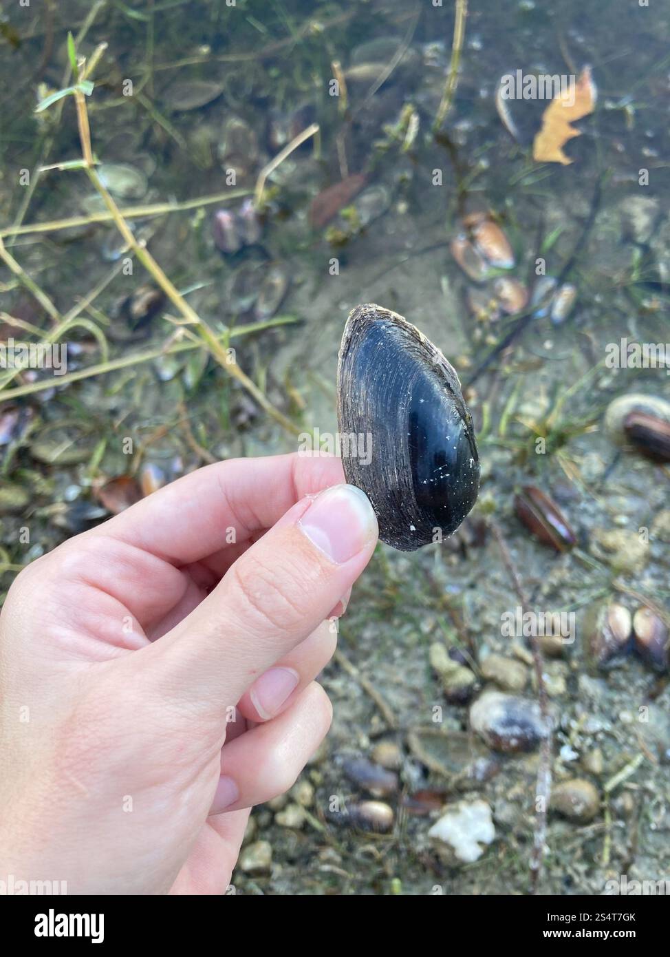 Florida Spike (Elliptio jayensis Stock Photo - Alamy