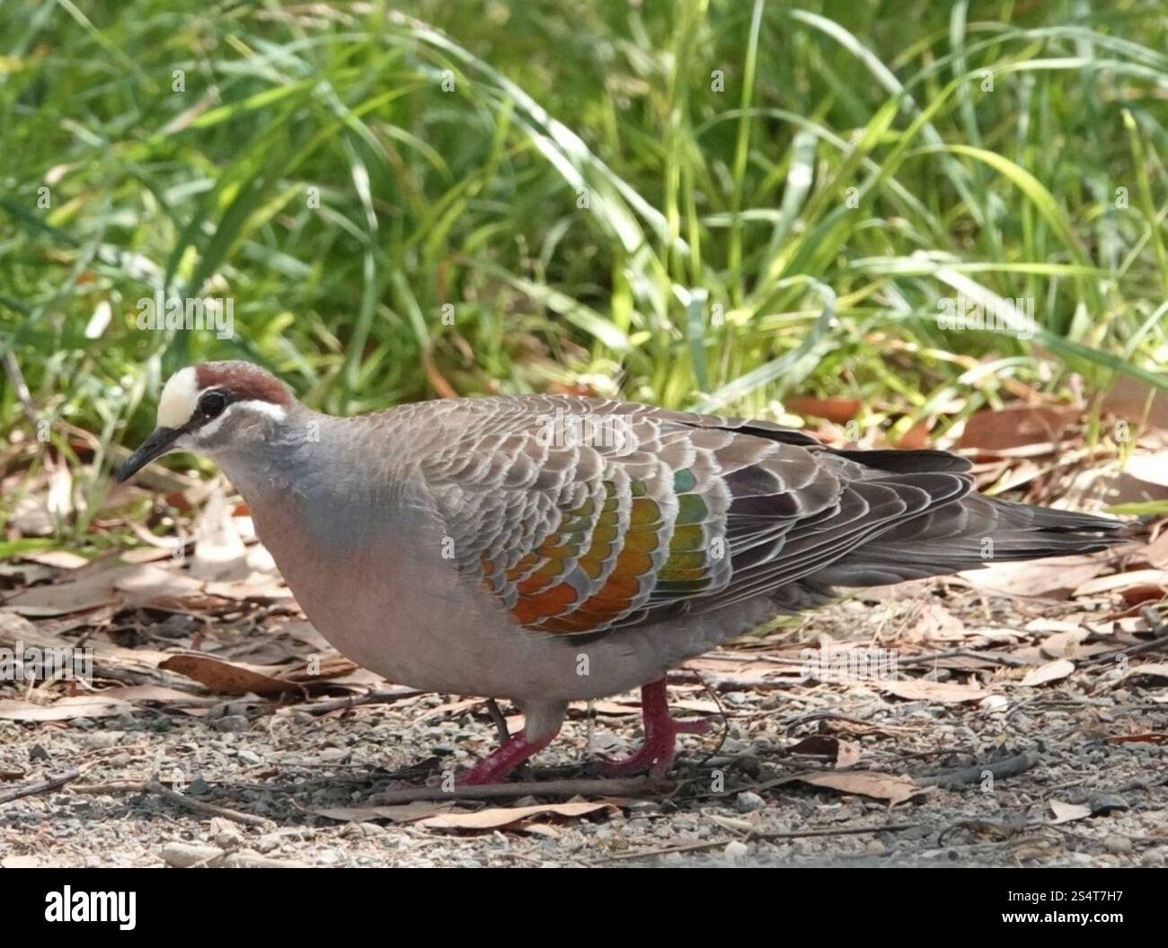 Common Bronzewing (Phaps chalcoptera Stock Photo - Alamy