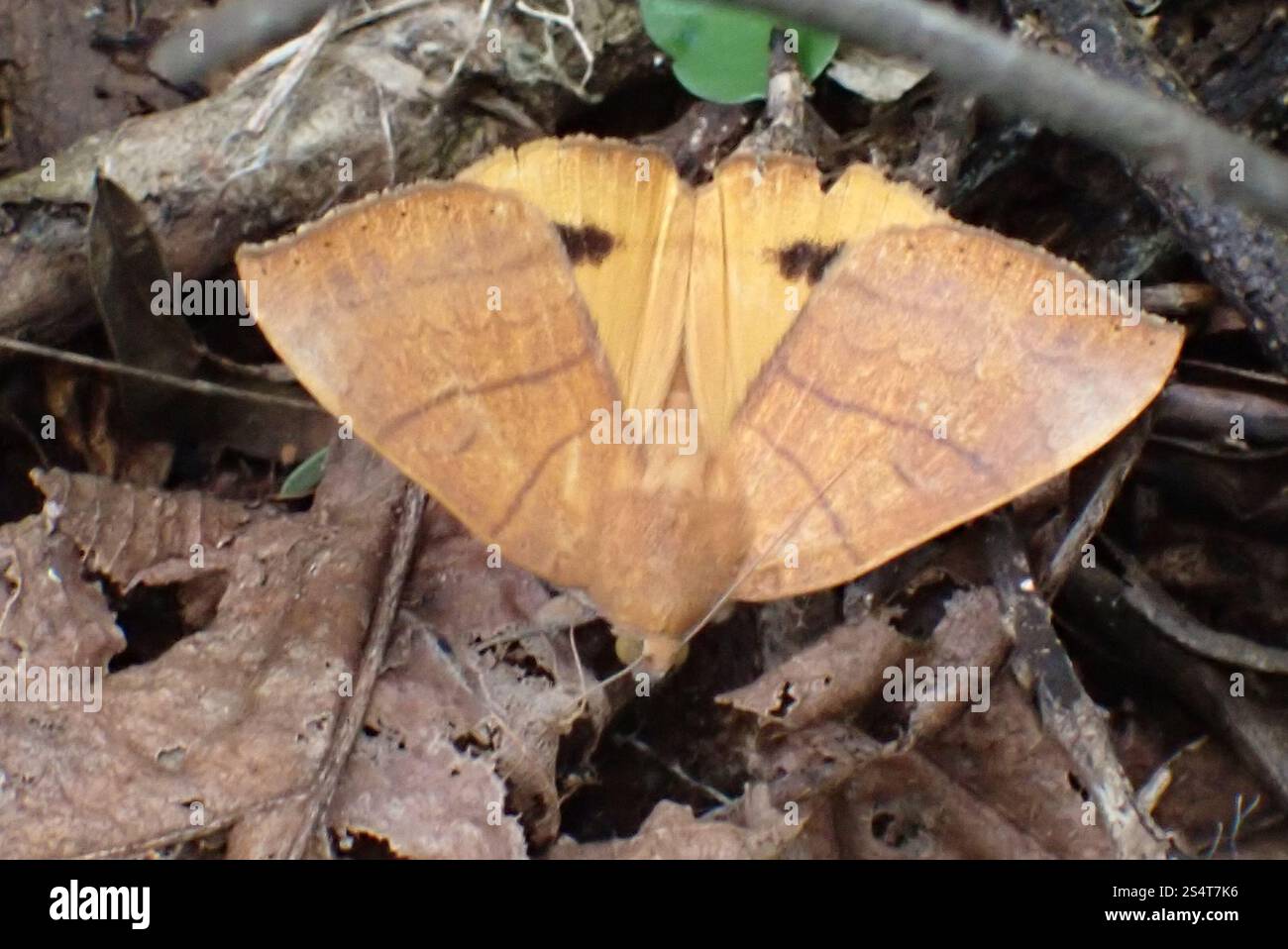 Spotted Achaea (Achaea klugii Stock Photo - Alamy