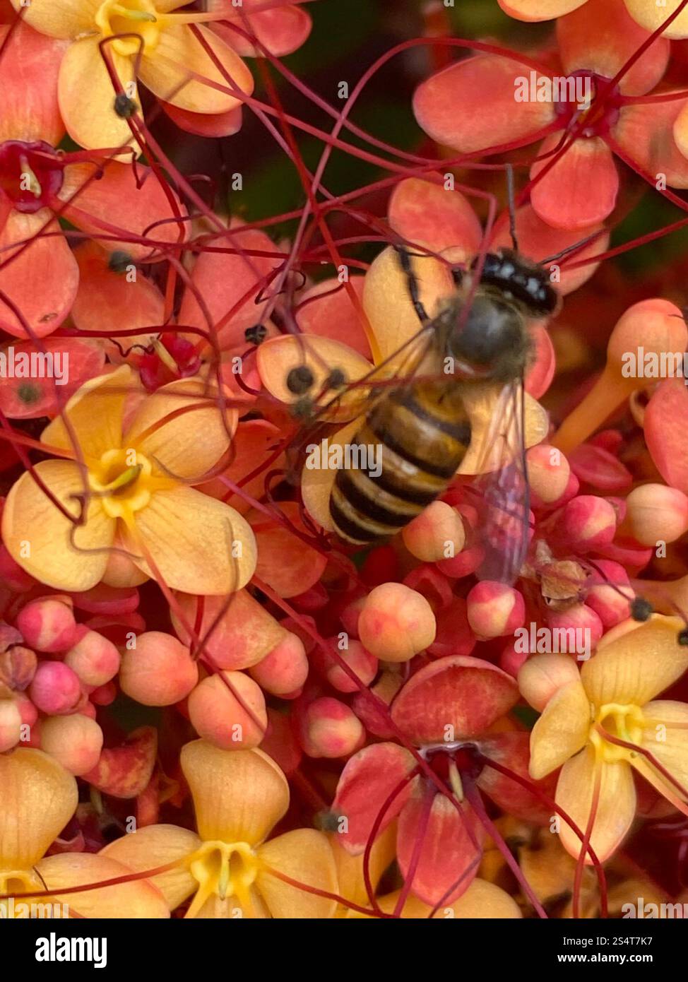 Asian Honey Bee (Apis cerana Stock Photo - Alamy