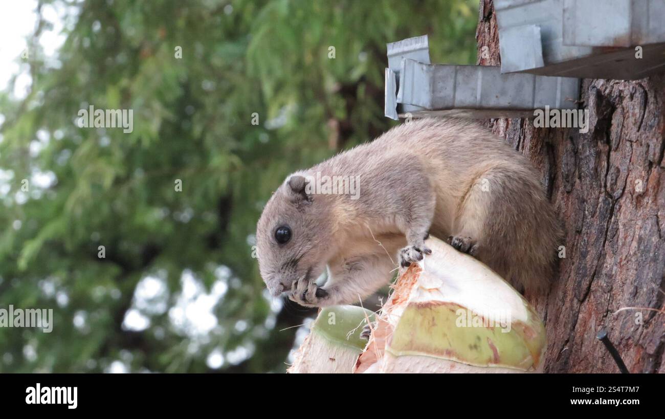 Finlayson's Squirrel (Callosciurus finlaysonii Stock Photo - Alamy