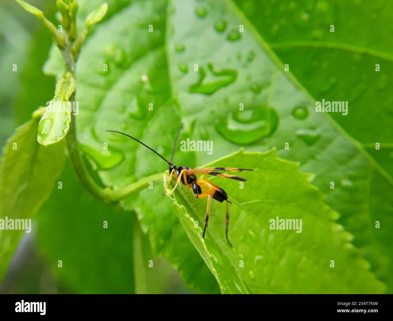 Ichneumonid and Braconid Wasps (Ichneumonoidea Stock Photo - Alamy