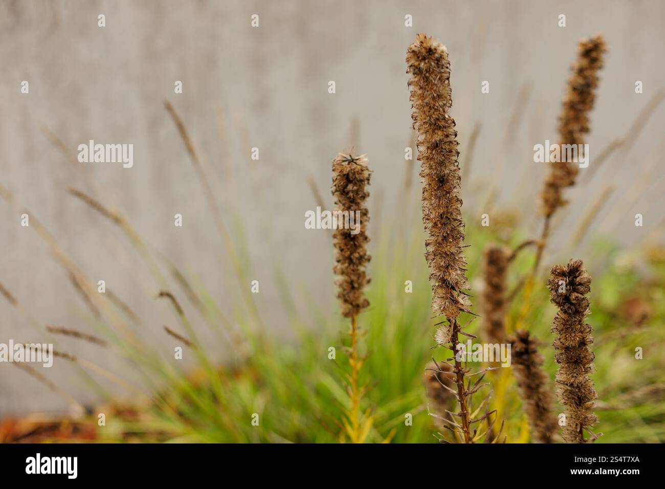 Brown flowers with long stems standing tall in an autumn garden. Karlin ...