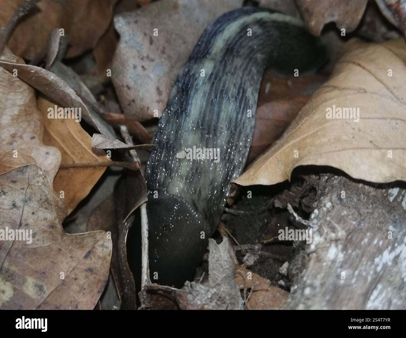 Ash-black Slug (Limax cinereoniger Stock Photo - Alamy