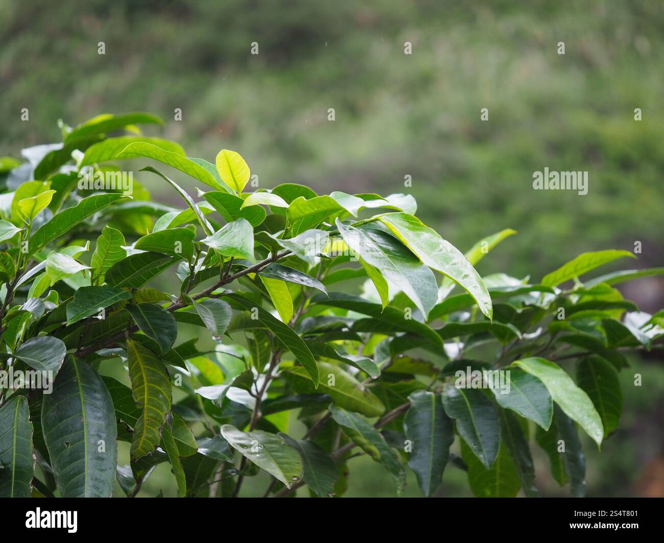 figwood (Ficus virgata Stock Photo - Alamy
