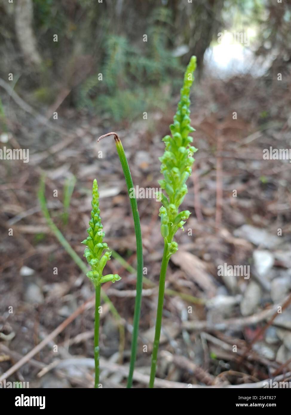 common onion-orchid (Microtis unifolia Stock Photo - Alamy