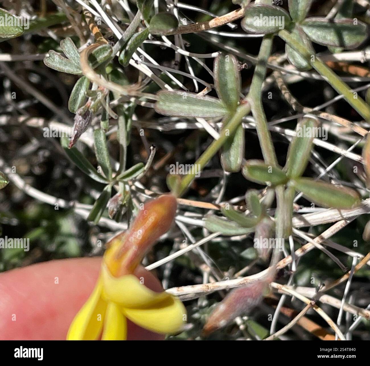 shrubby deervetch (Acmispon rigidus Stock Photo - Alamy