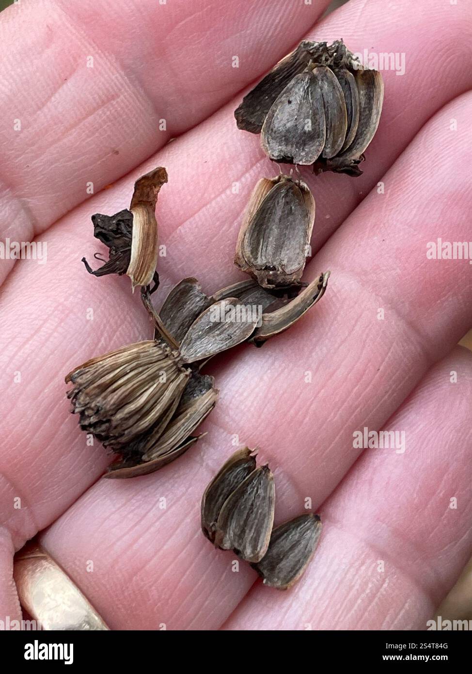 prairie dock (Silphium terebinthinaceum Stock Photo - Alamy