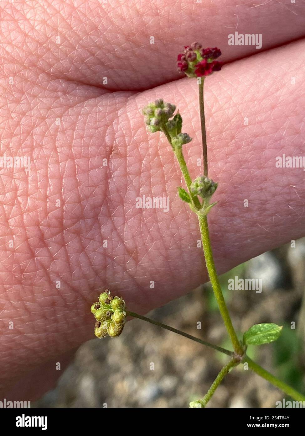 scarlet spiderling (Boerhavia coccinea Stock Photo - Alamy