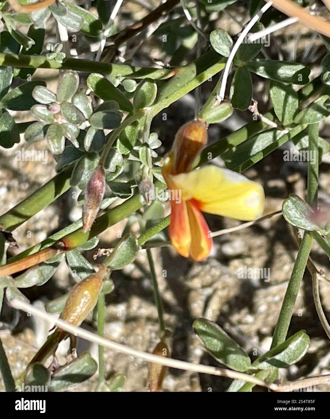 shrubby deervetch (Acmispon rigidus Stock Photo - Alamy