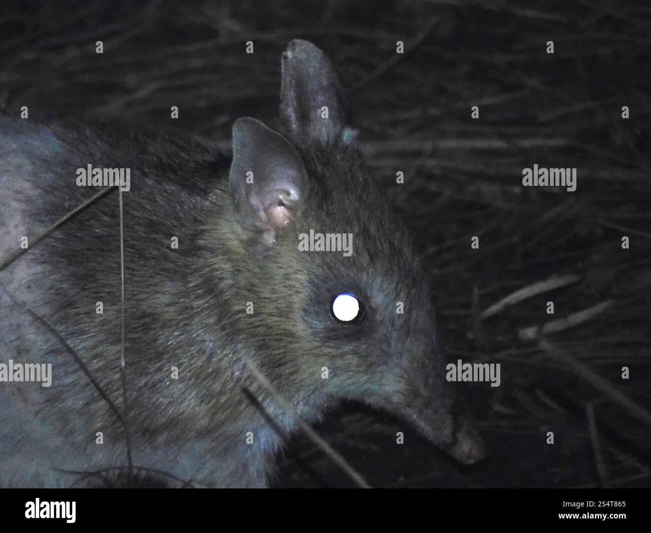Eastern Barred Bandicoot (Perameles gunnii Stock Photo - Alamy