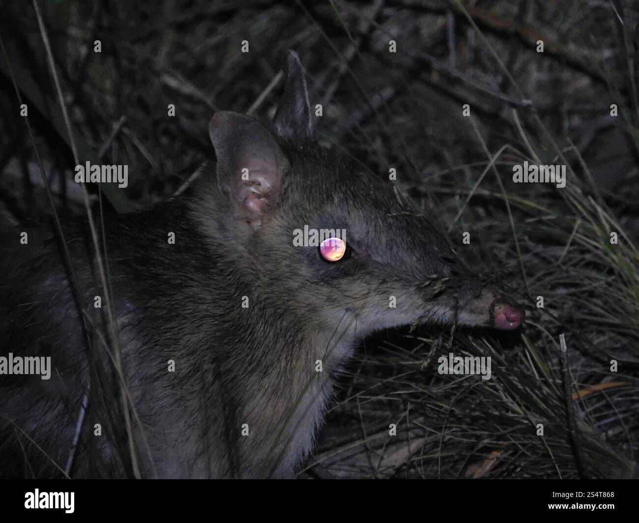 Eastern Barred Bandicoot (Perameles gunnii Stock Photo - Alamy