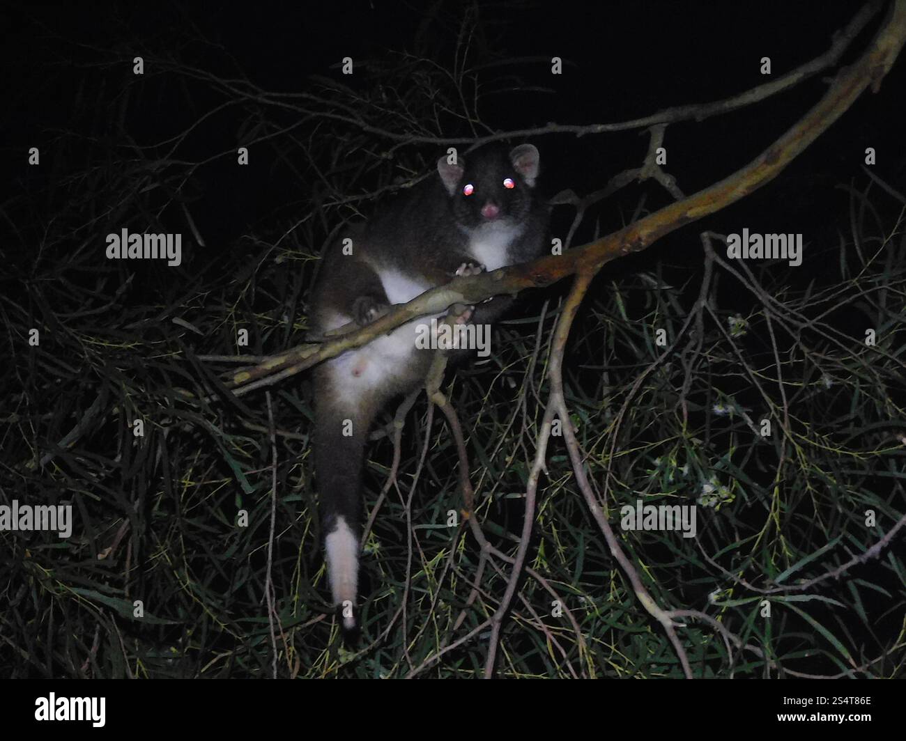 Common Ring-tailed Possum (Pseudocheirus peregrinus Stock Photo - Alamy