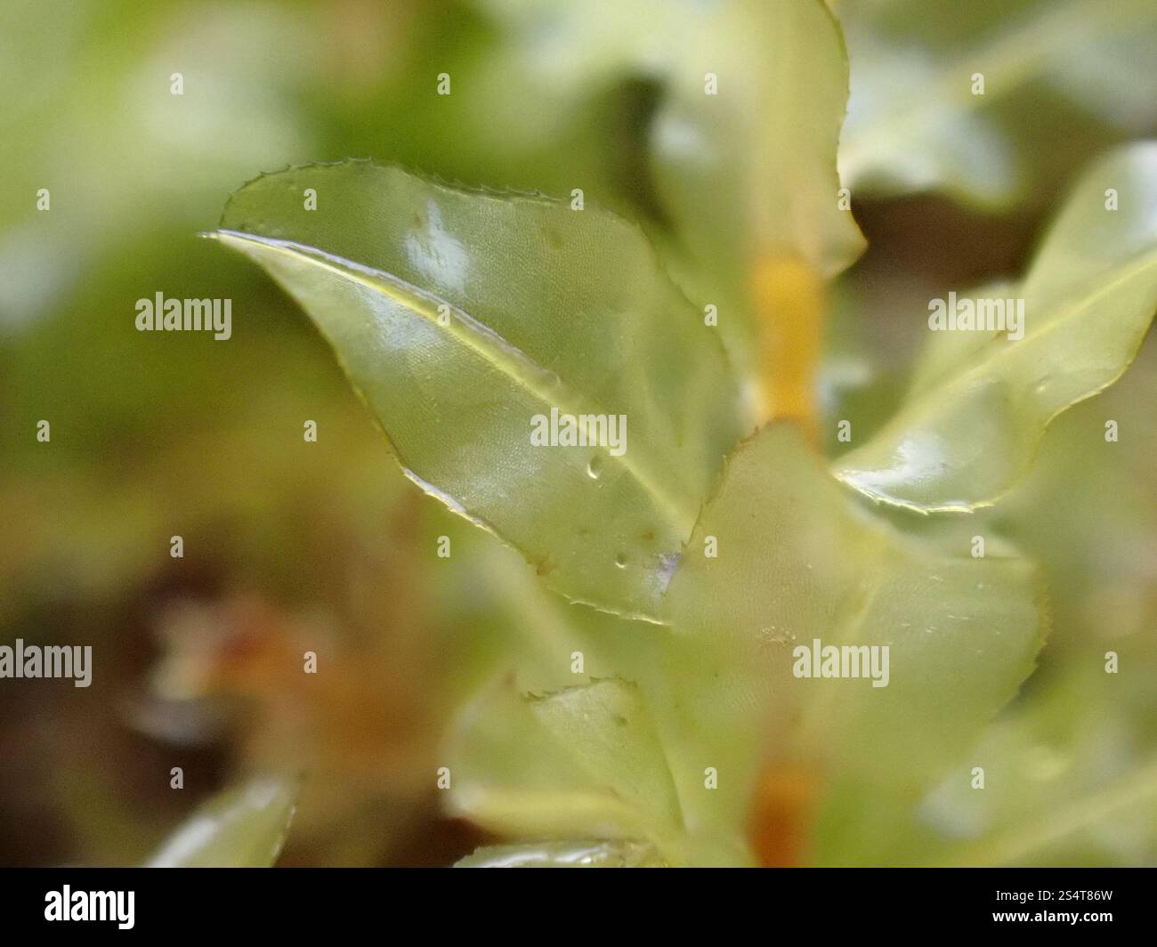 Palm-tree Moss (Plagiomnium undulatum Stock Photo - Alamy