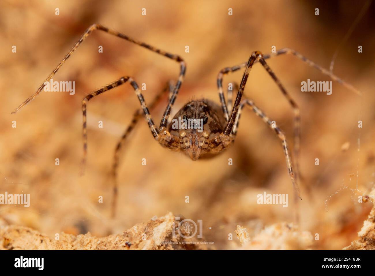 Globula hi-res stock photography and images - Alamy