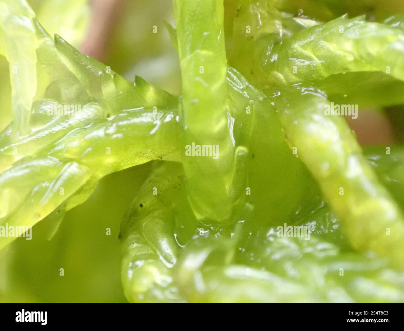 Cow-horn Bog-moss (Sphagnum denticulatum Stock Photo - Alamy