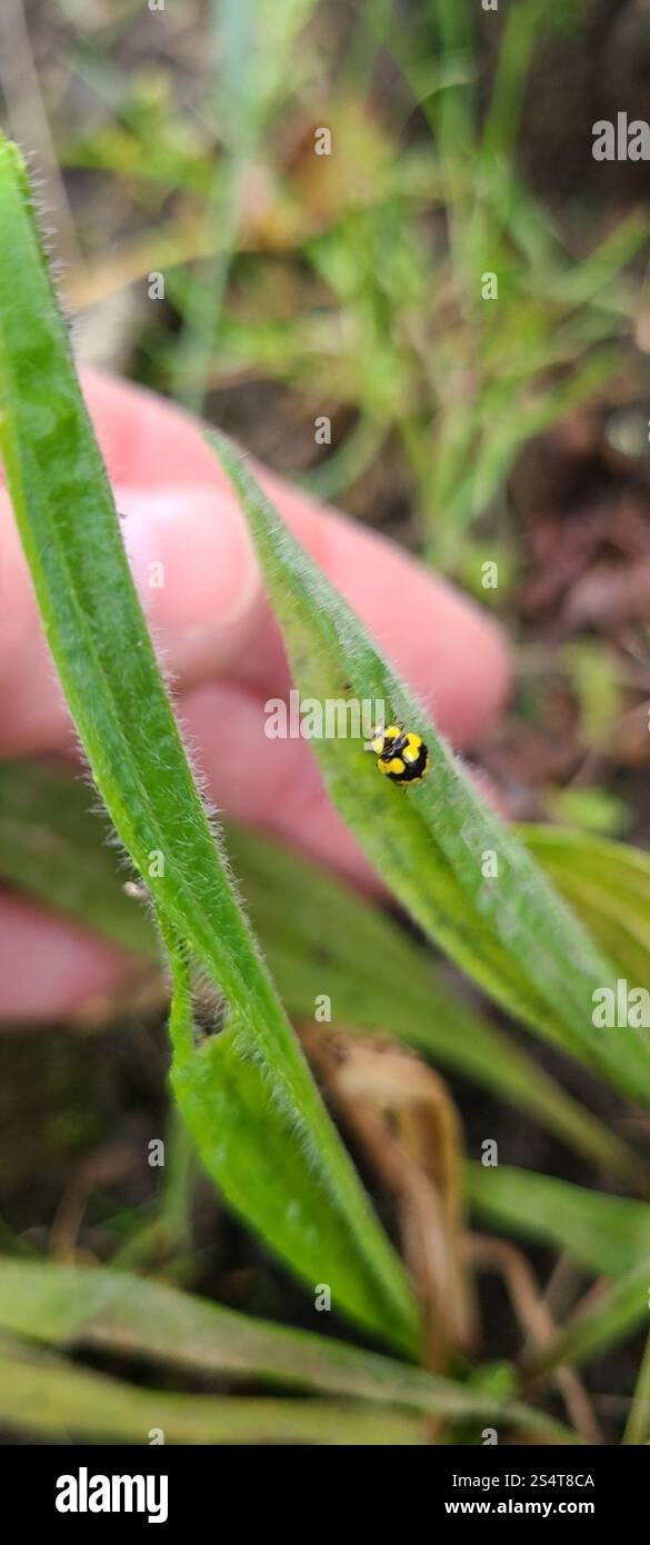 Fungus-eating ladybird (Illeis galbula Stock Photo - Alamy