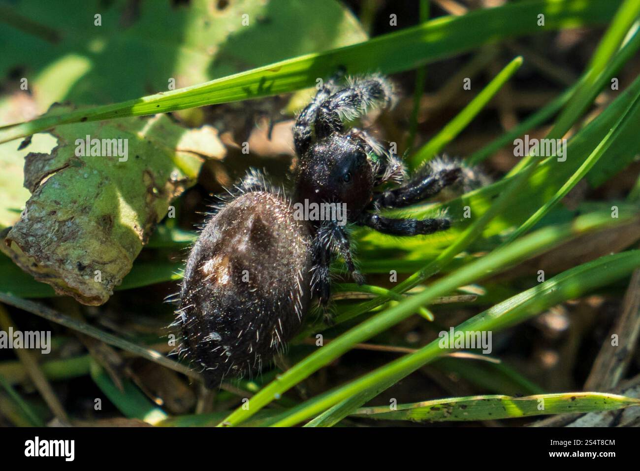 Bold Jumping Spider (Phidippus audax Stock Photo - Alamy