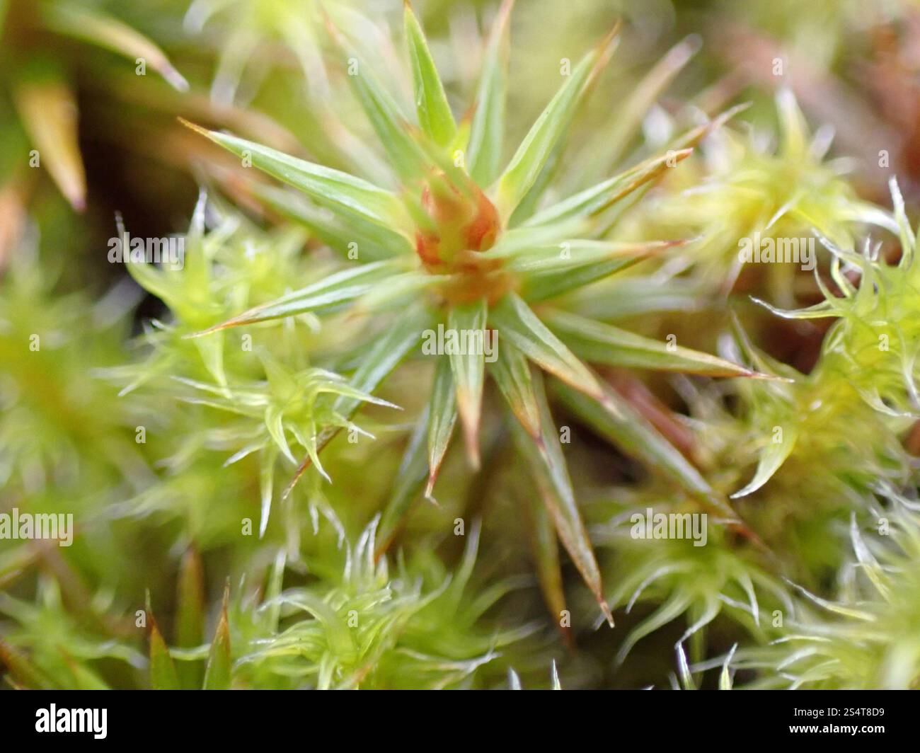 juniper haircap moss (Polytrichum juniperinum Stock Photo - Alamy