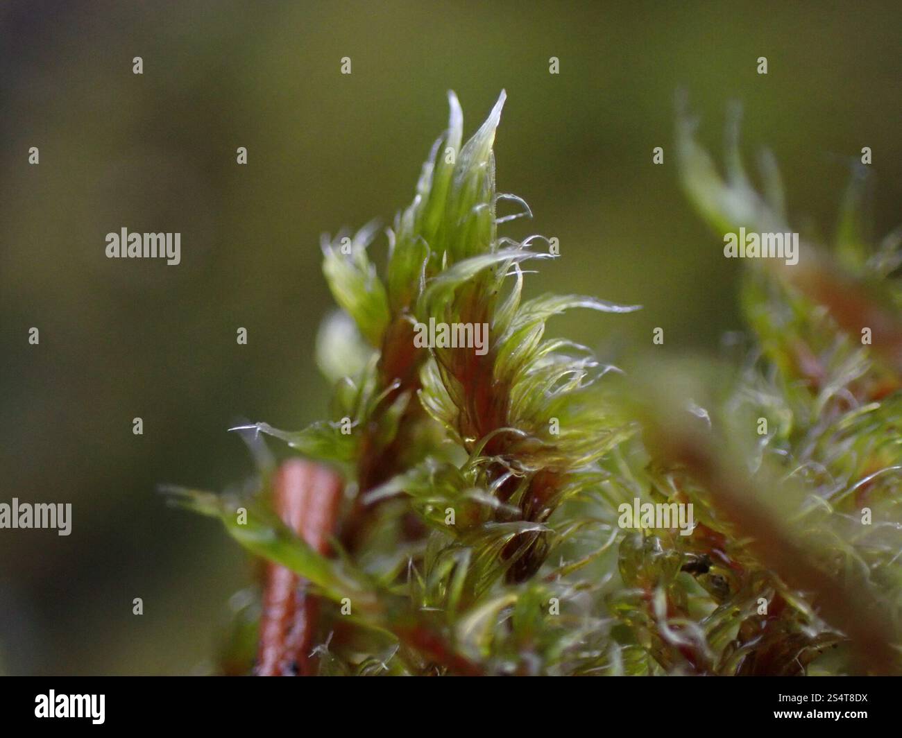 Woolly Fringe-moss (Racomitrium lanuginosum Stock Photo - Alamy