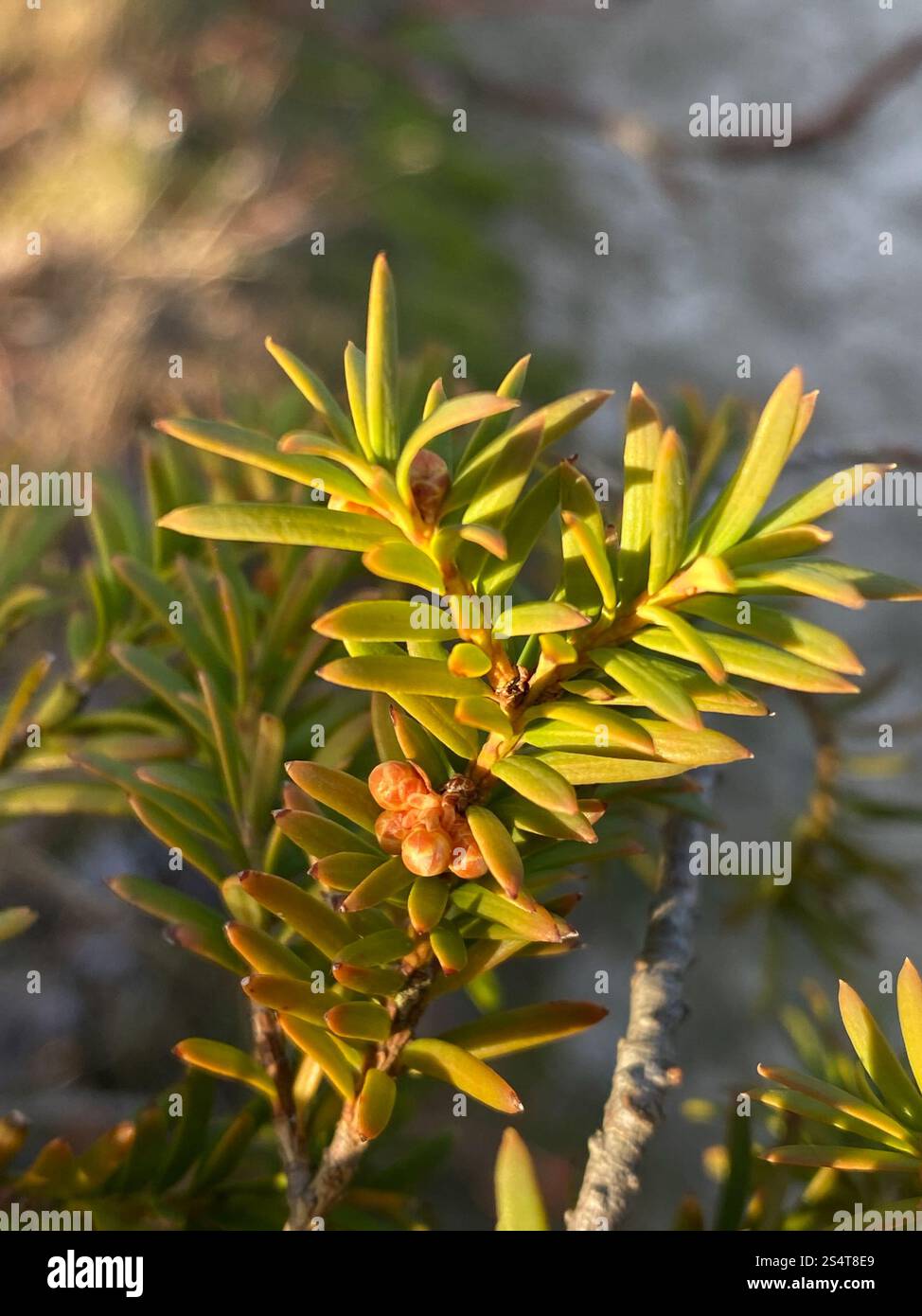 common yew (Taxus baccata Stock Photo - Alamy