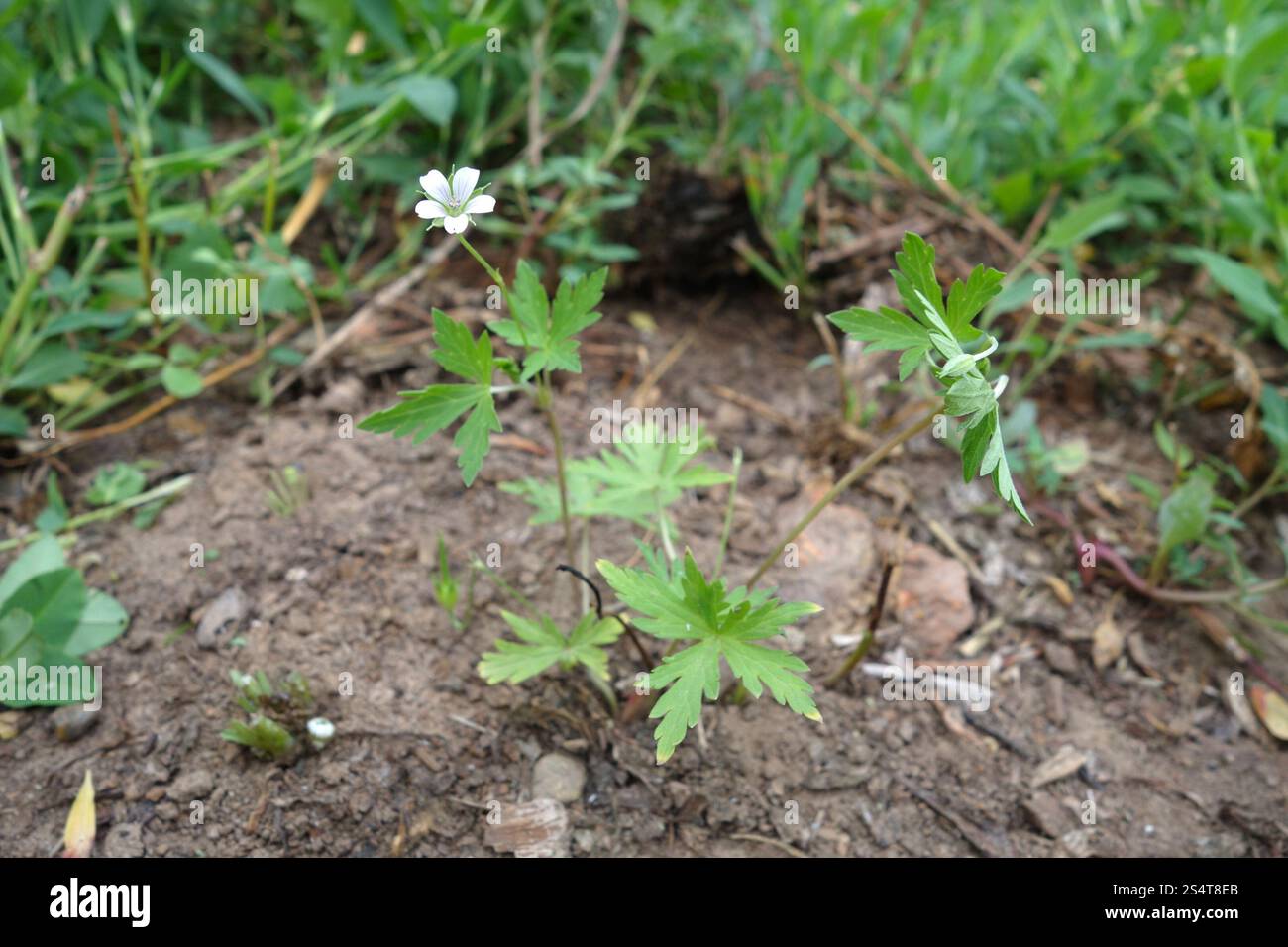 Siberian Crane's-bill (Geranium sibiricum Stock Photo - Alamy