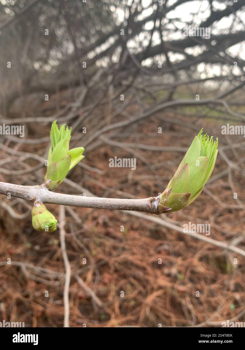 California buckeye (Aesculus californica Stock Photo - Alamy