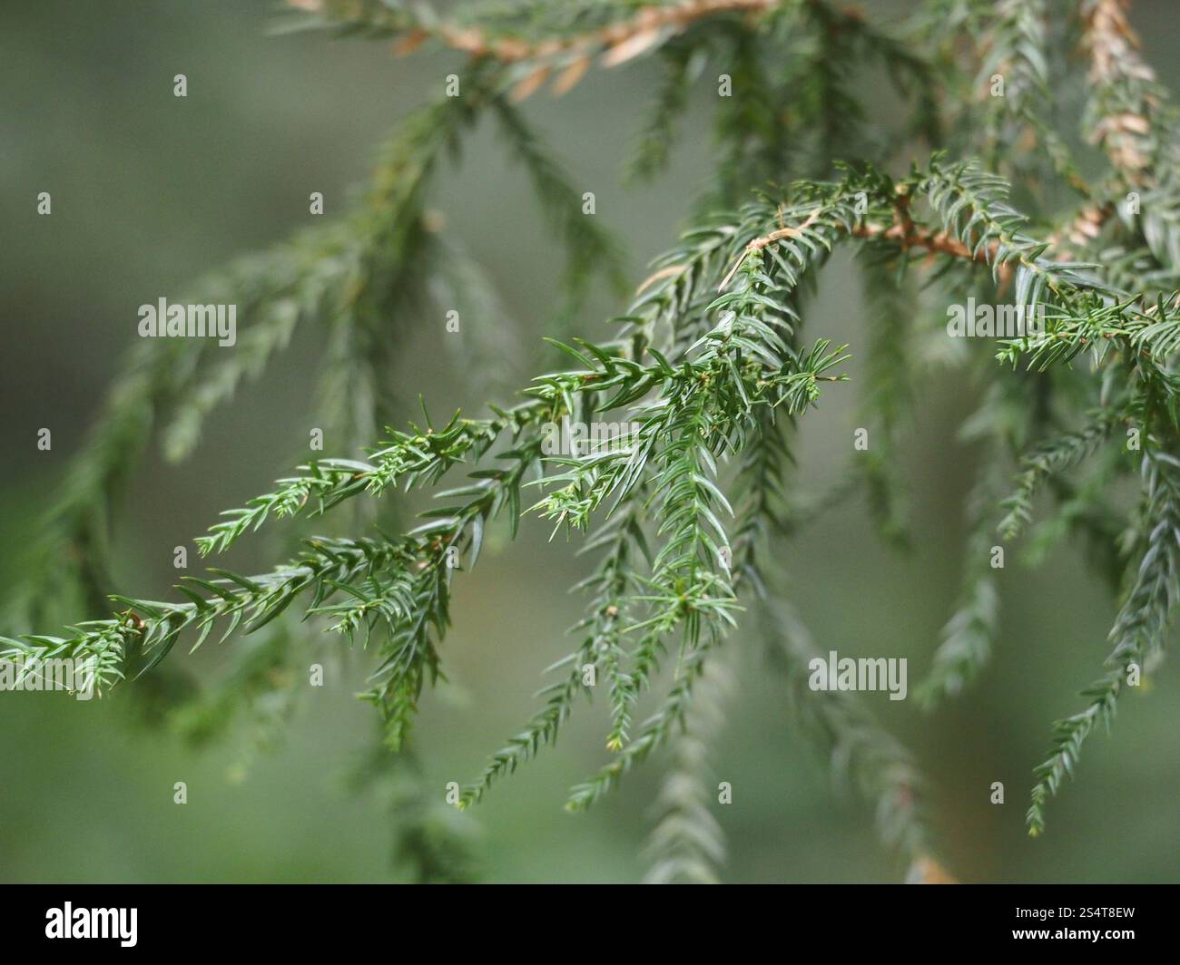 Taiwan cedar (Taiwania cryptomerioides Stock Photo - Alamy
