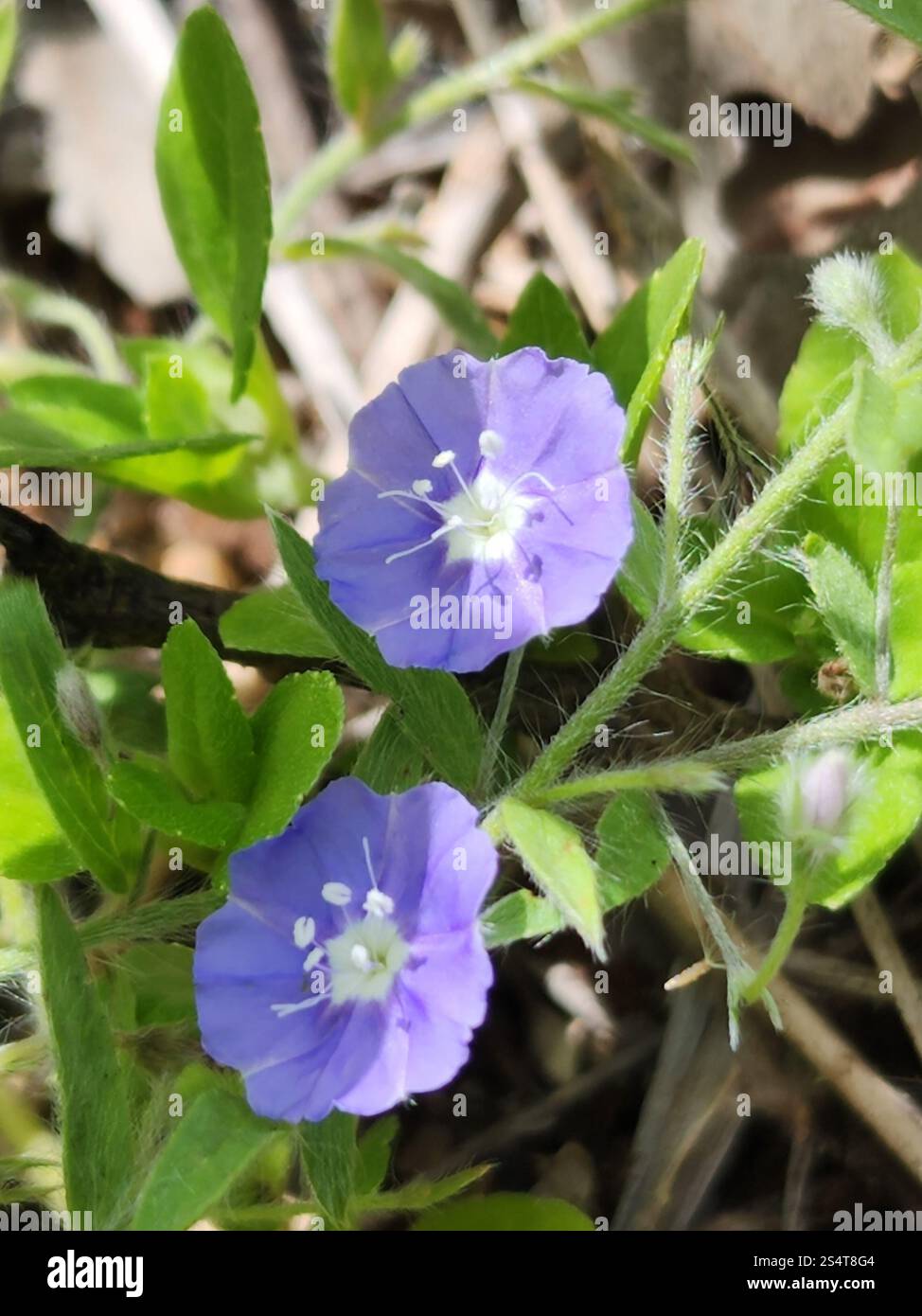 tropical speedwell (Evolvulus alsinoides Stock Photo - Alamy