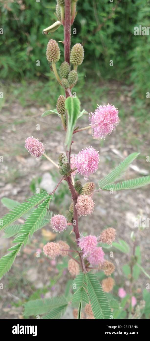 (Mimosa polycarpa subandina Stock Photo - Alamy