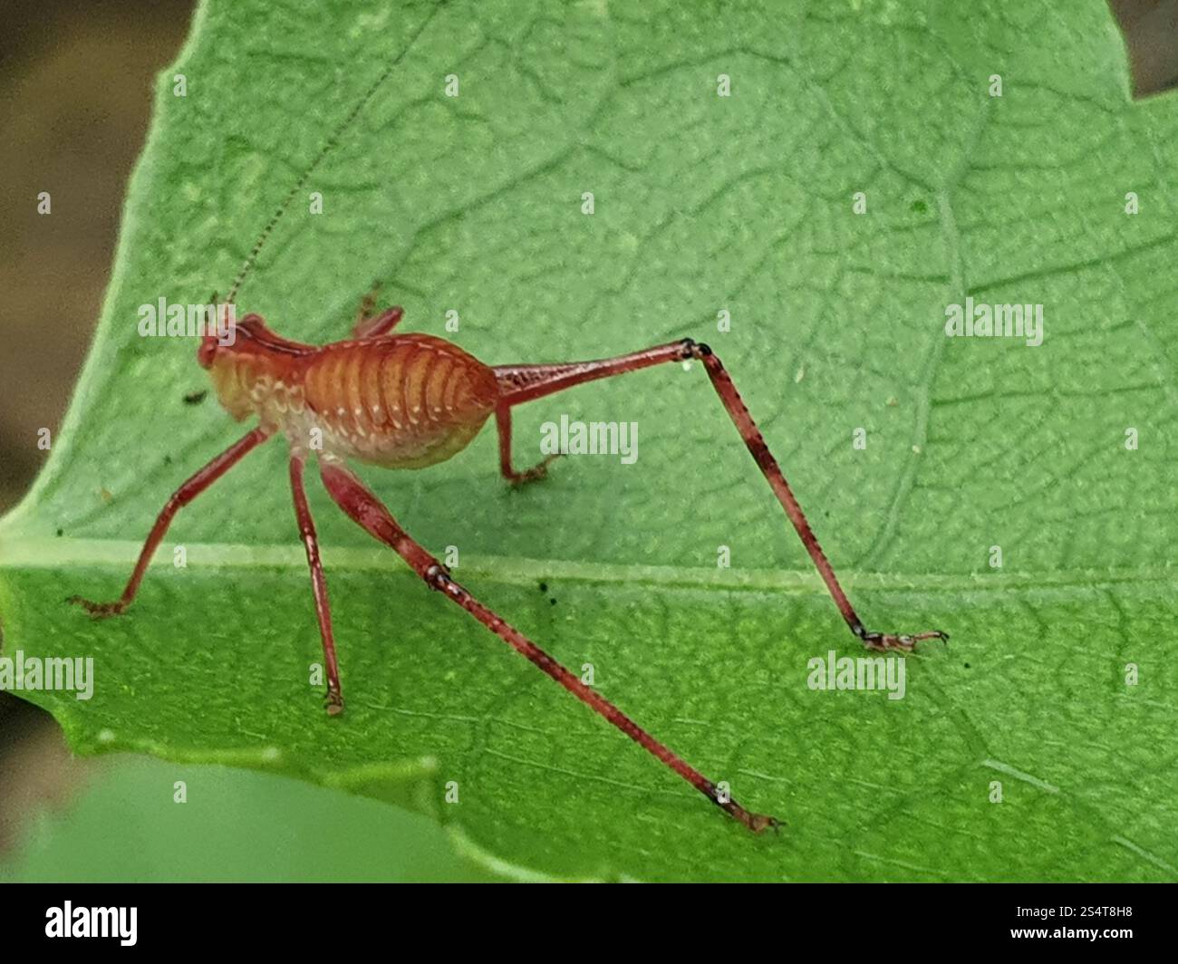 Australian Common Garden Katydid (Caedicia simplex Stock Photo - Alamy