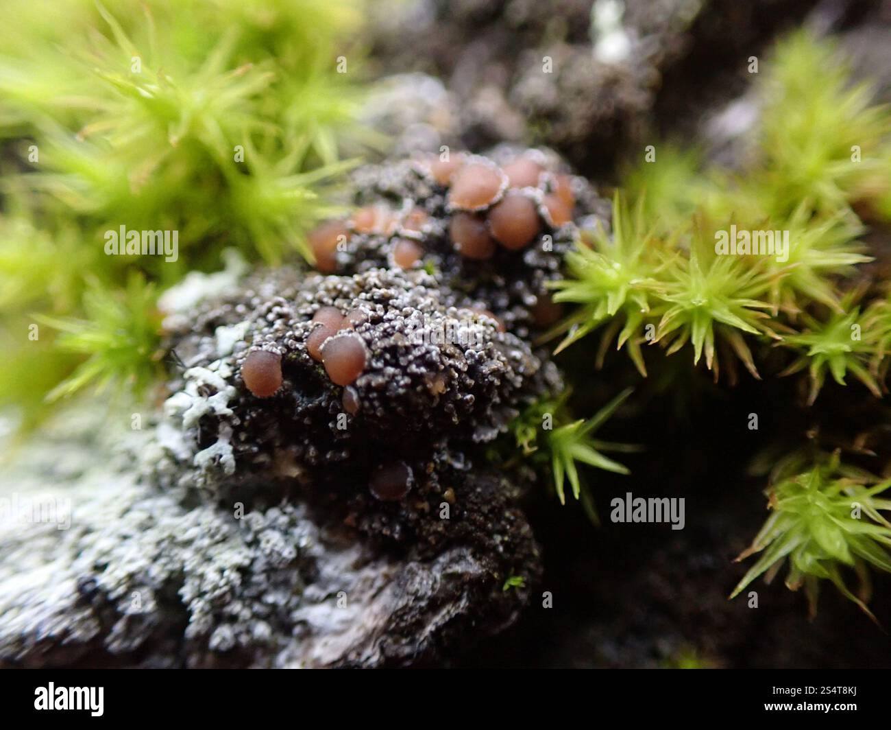 Petaled Shingle Lichen (Fuscopannaria leucostictoides Stock Photo - Alamy
