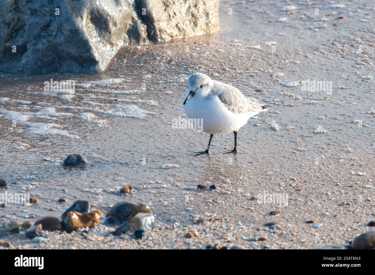 A sanderling (Calidris alba), a small wading bird on a beach on a ...