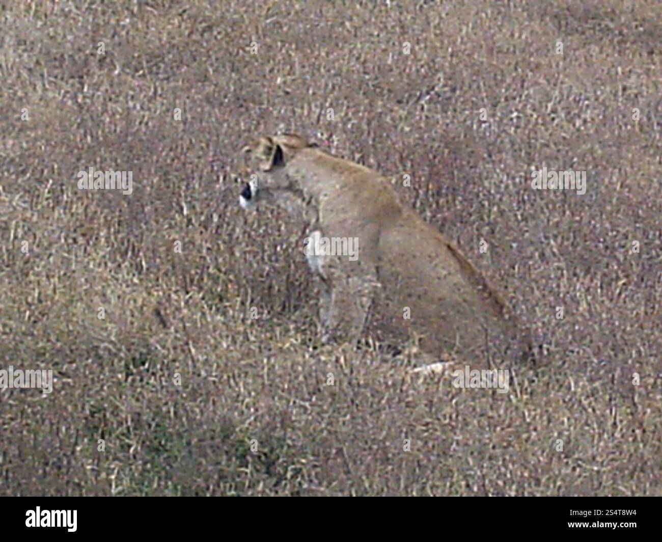 Southern Lion (Panthera leo melanochaita Stock Photo - Alamy