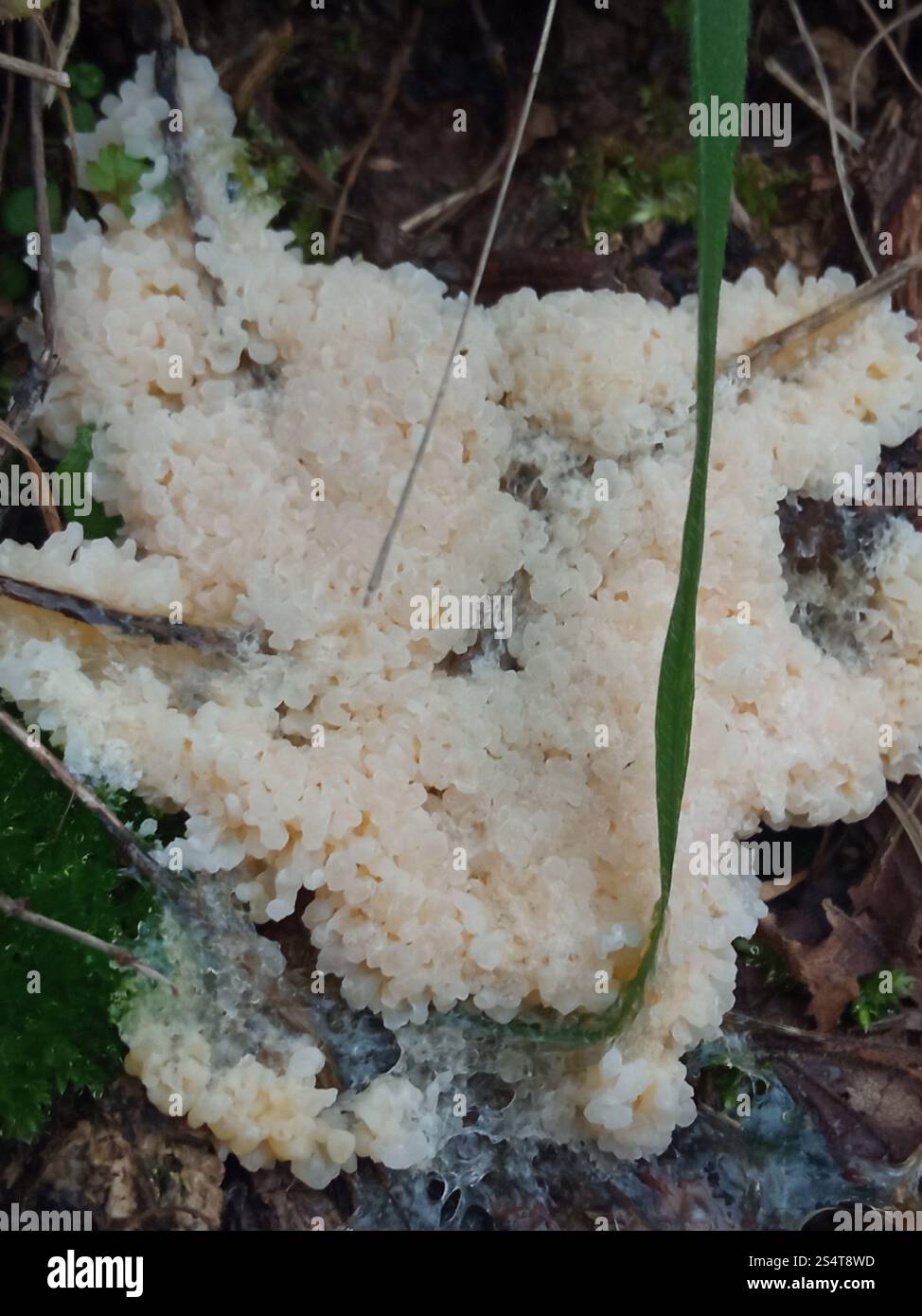 Dog Sick Slime Mould (Didymium spongiosum Stock Photo - Alamy