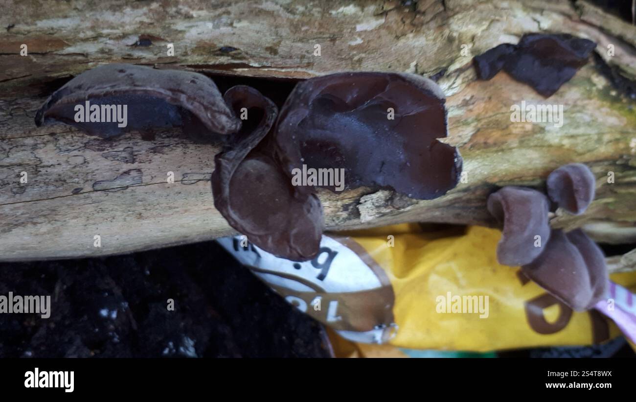 Jelly Ear (Auricularia auricula-judae Stock Photo - Alamy