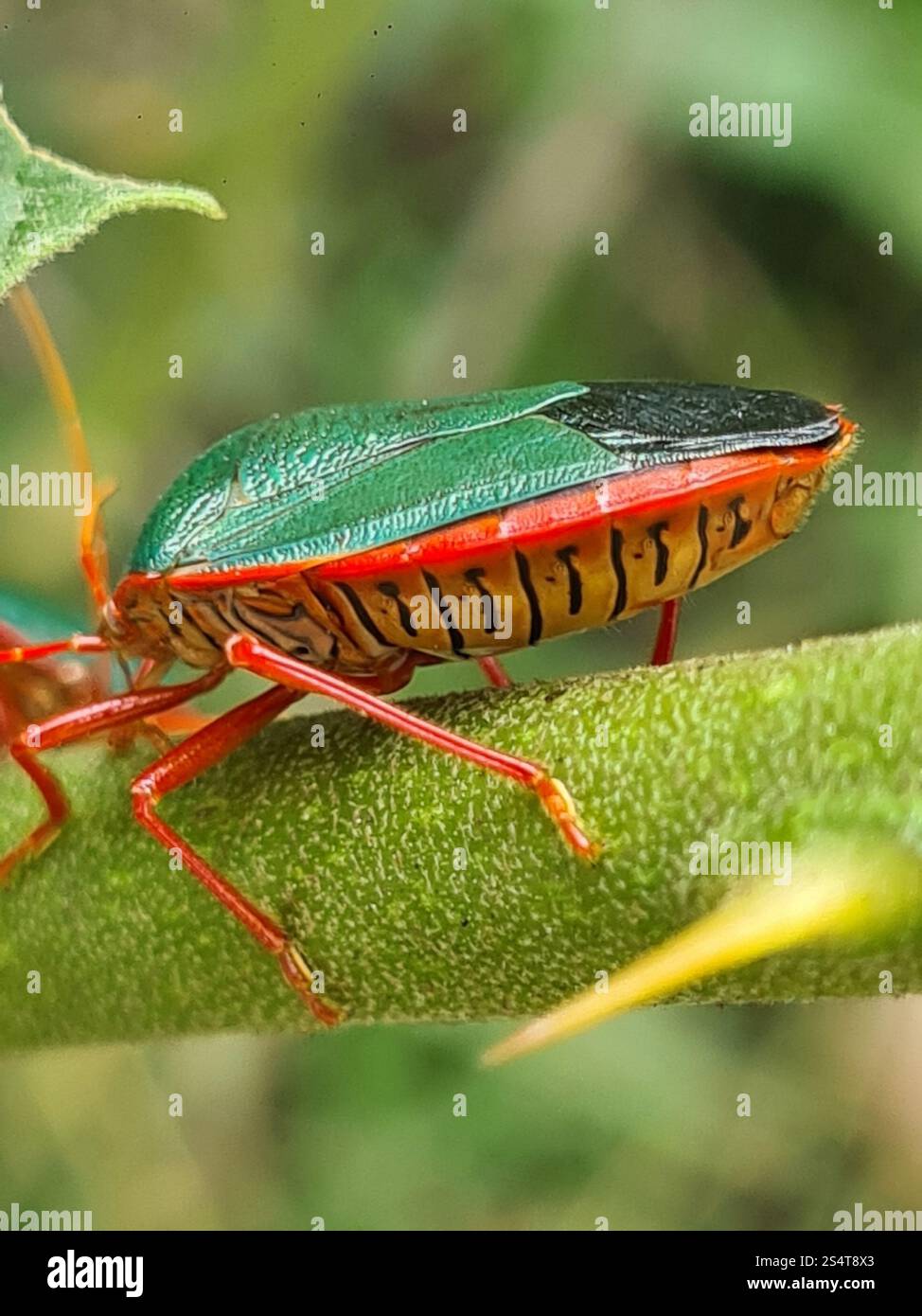 Red-bordered Stink Bug (Edessa rufomarginata Stock Photo - Alamy