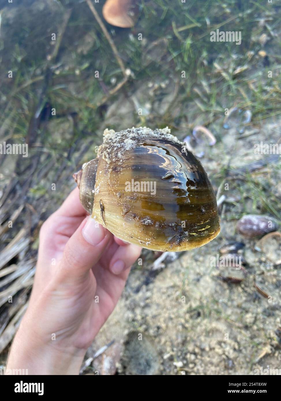 Island Apple Snail (Pomacea maculata Stock Photo - Alamy