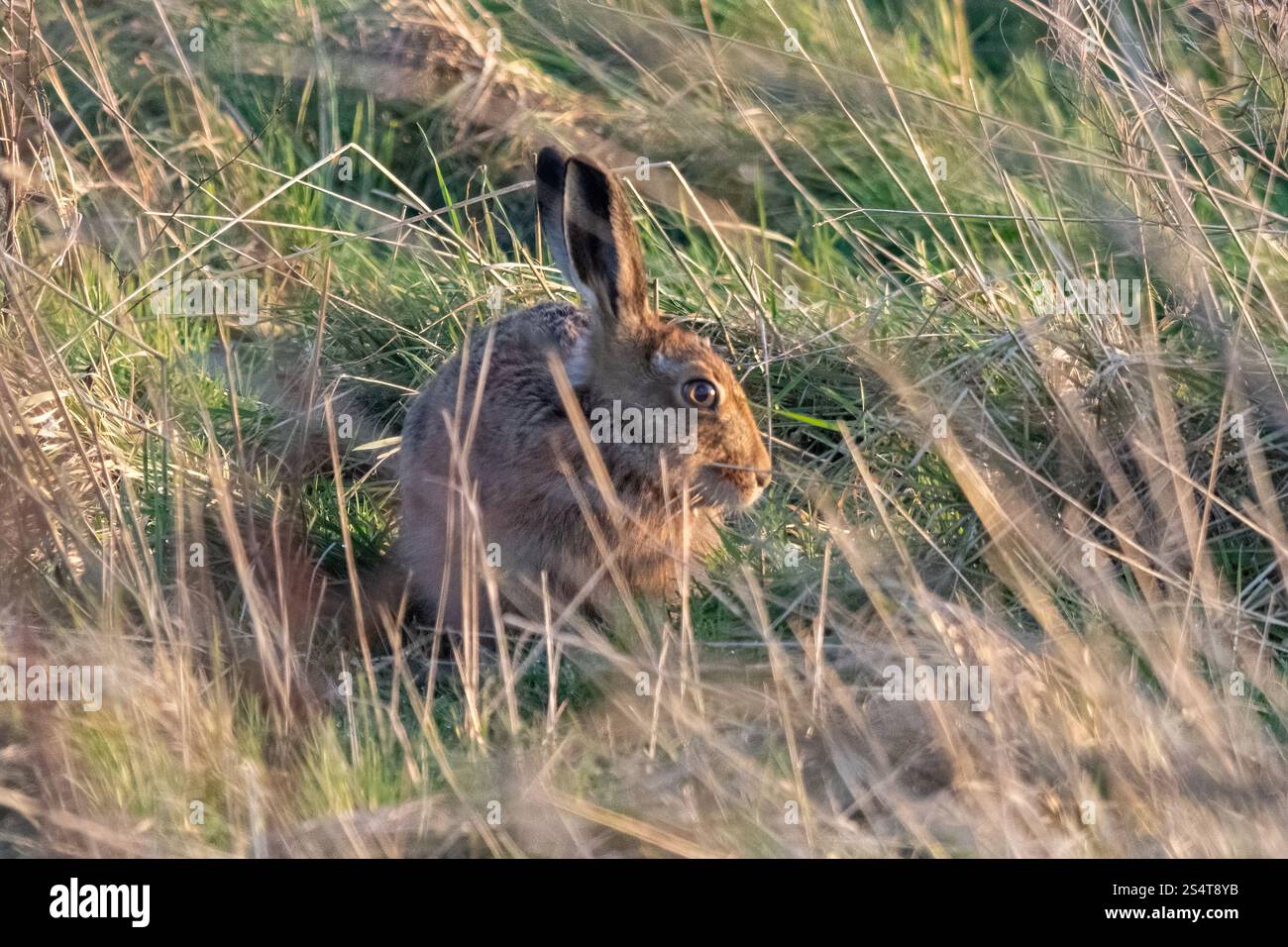 Brown hare (Lepus europaeus) in grassland at Elmley Nature Reserve ...