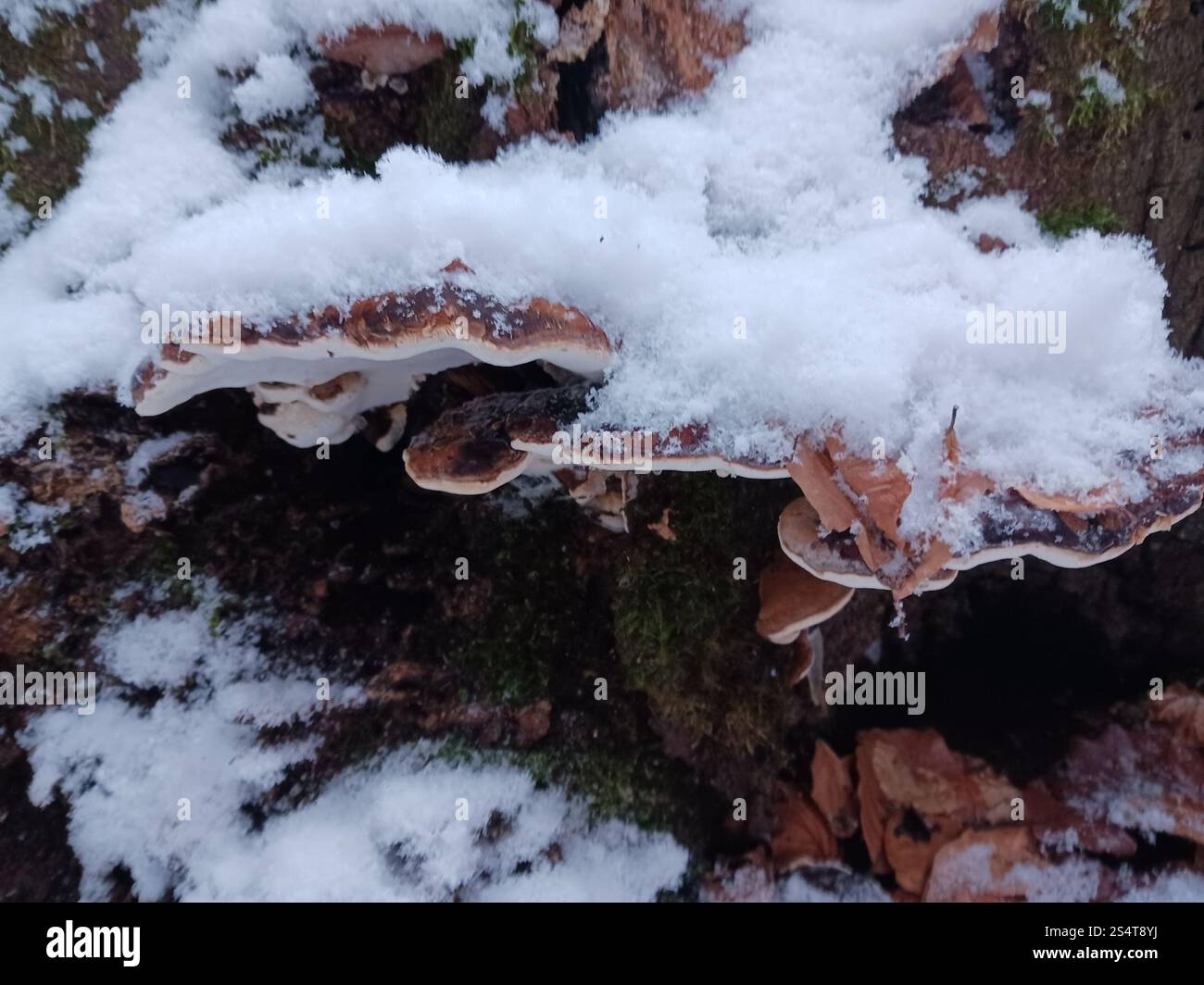 Resinous Polypore (Ischnoderma resinosum Stock Photo - Alamy