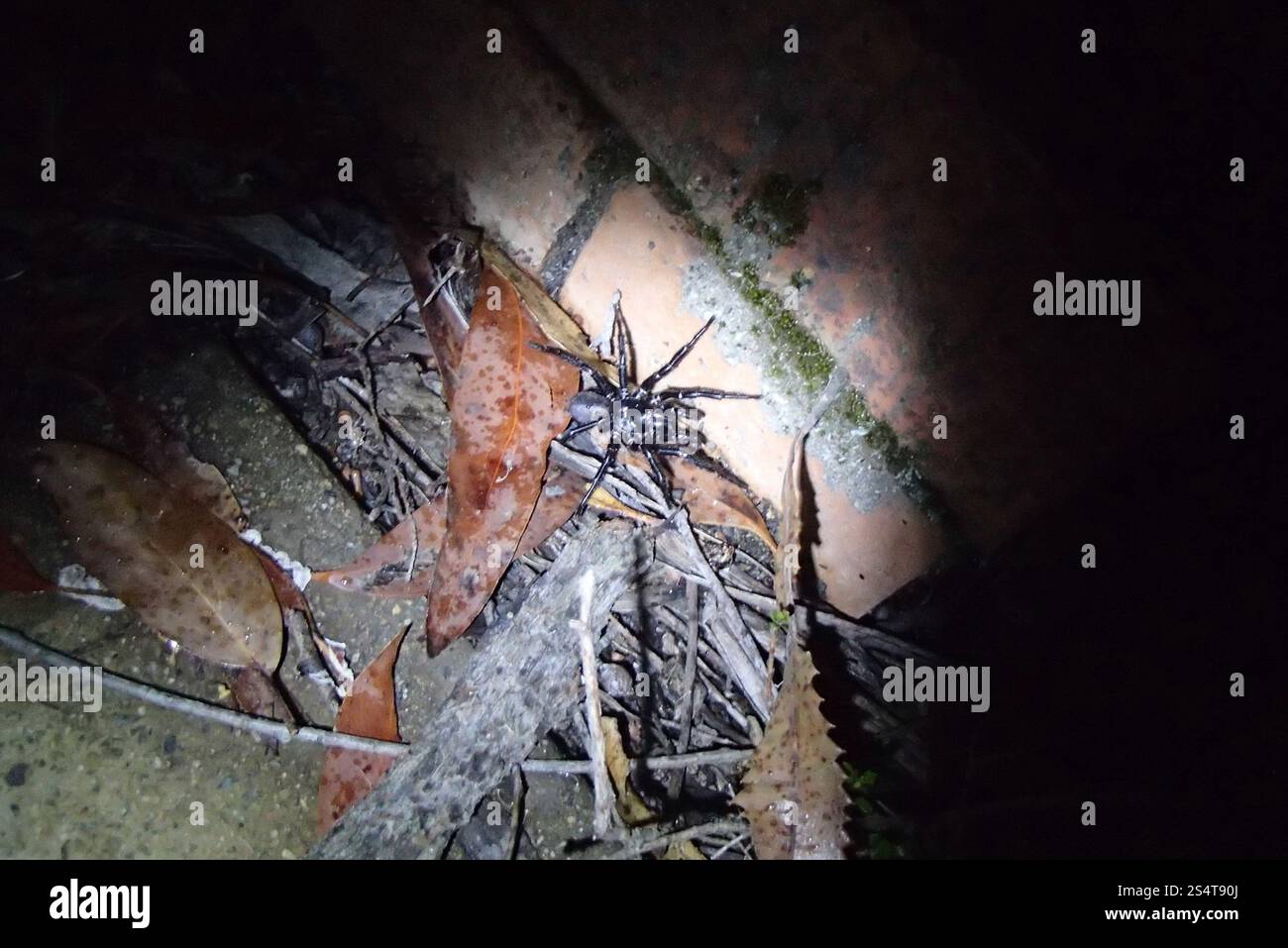Blue Mountains Funnel-web Spider (Hadronyche versuta Stock Photo - Alamy