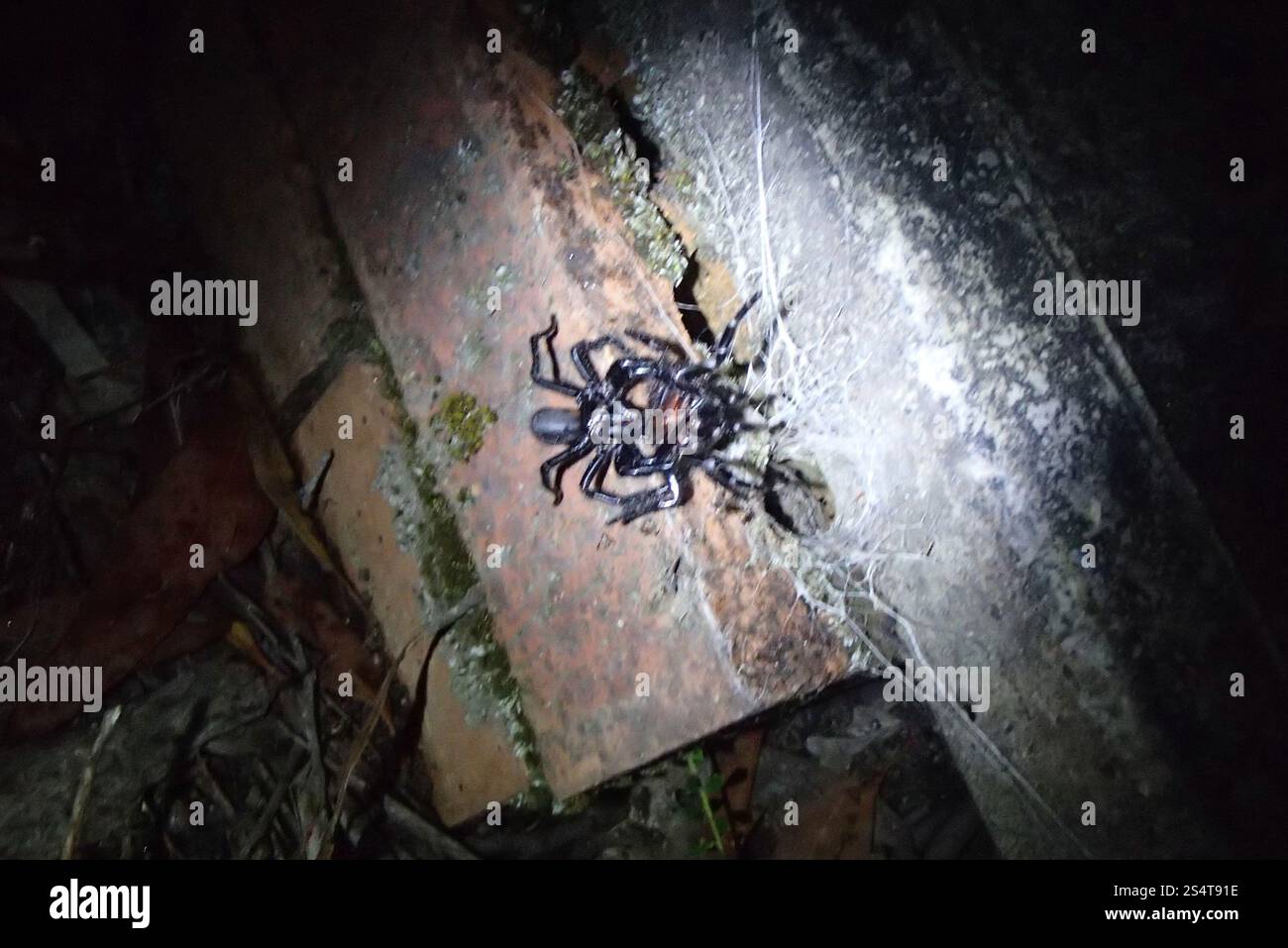 Blue Mountains Funnel-web Spider (Hadronyche versuta Stock Photo - Alamy