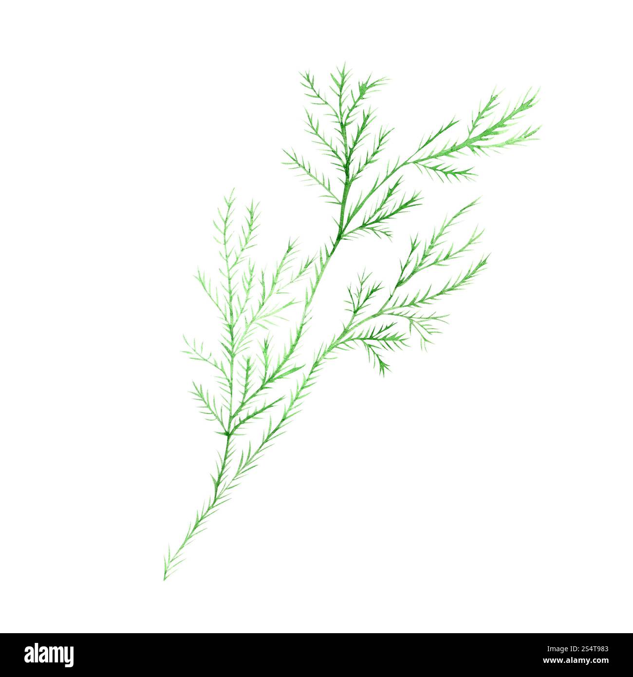 Watercolor Hand drawn greenery branch illustration isolated on white ...