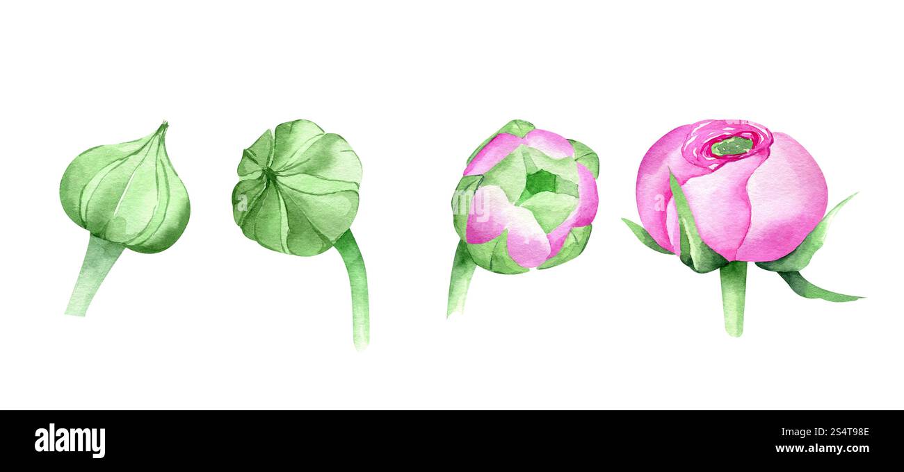 Watercolor hand drawn pink ranunculus flower and buds isolated on white ...