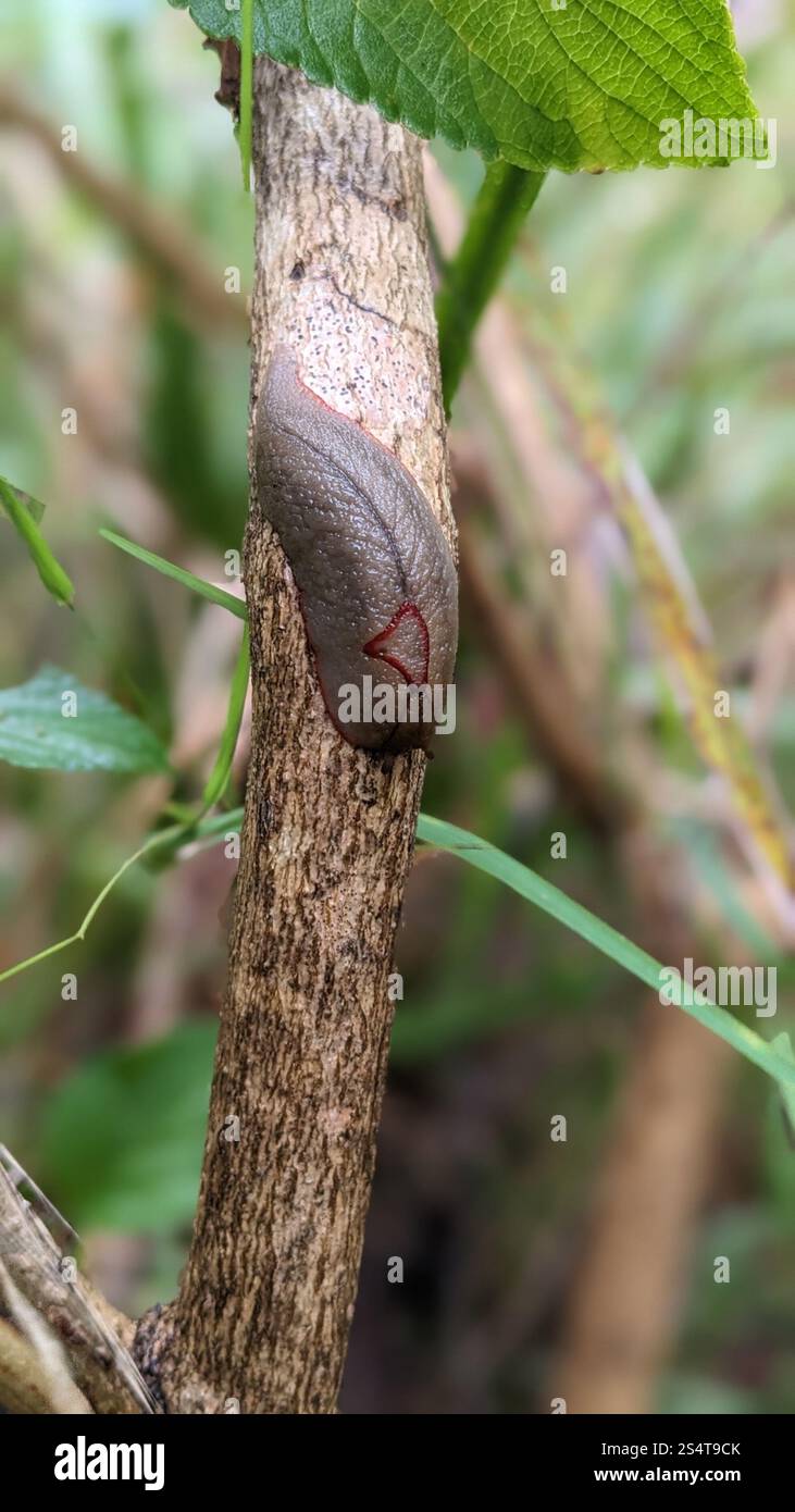 Red Triangle Slug (Triboniophorus graeffei Stock Photo - Alamy