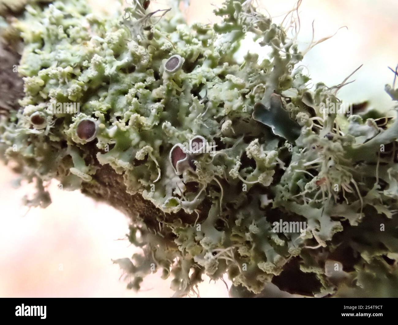 Fringed Rosette Lichen (Physcia tenella Stock Photo - Alamy