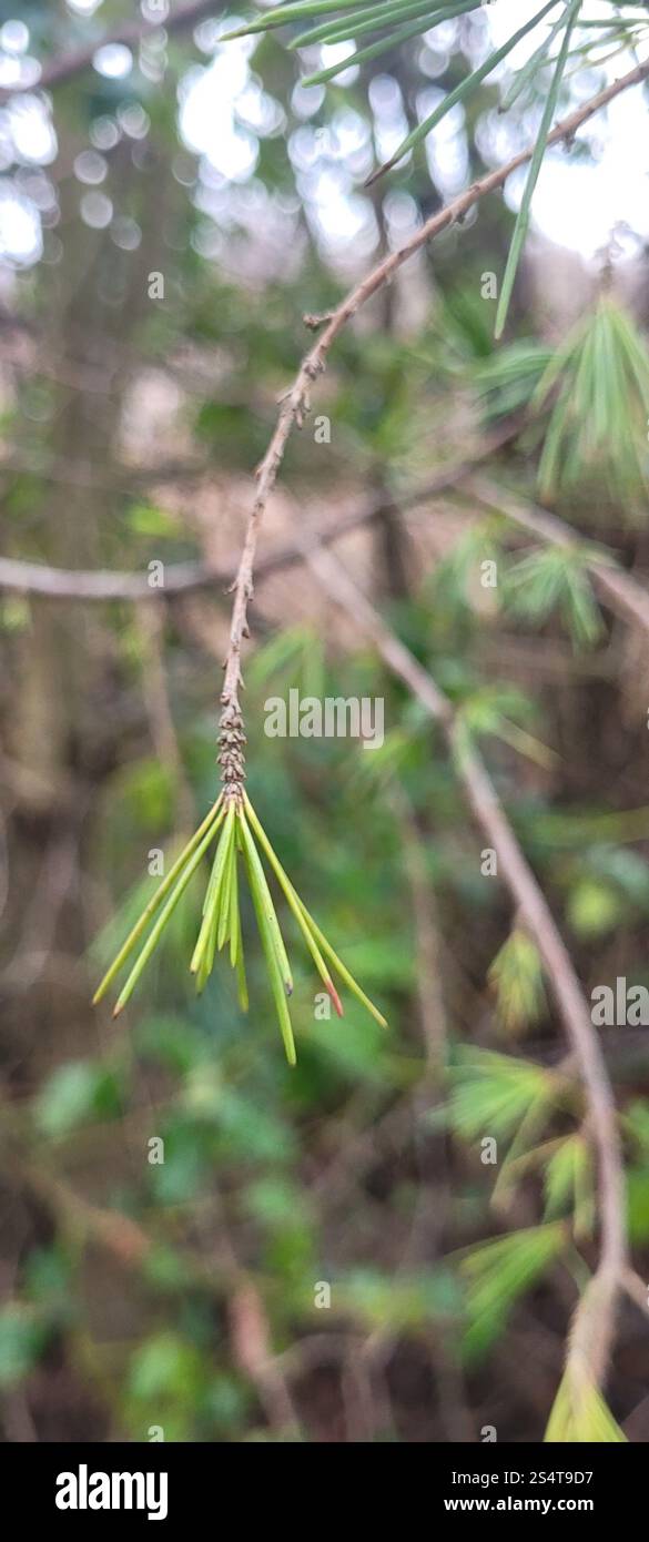 Shore Pine (Pinus contorta contorta Stock Photo - Alamy