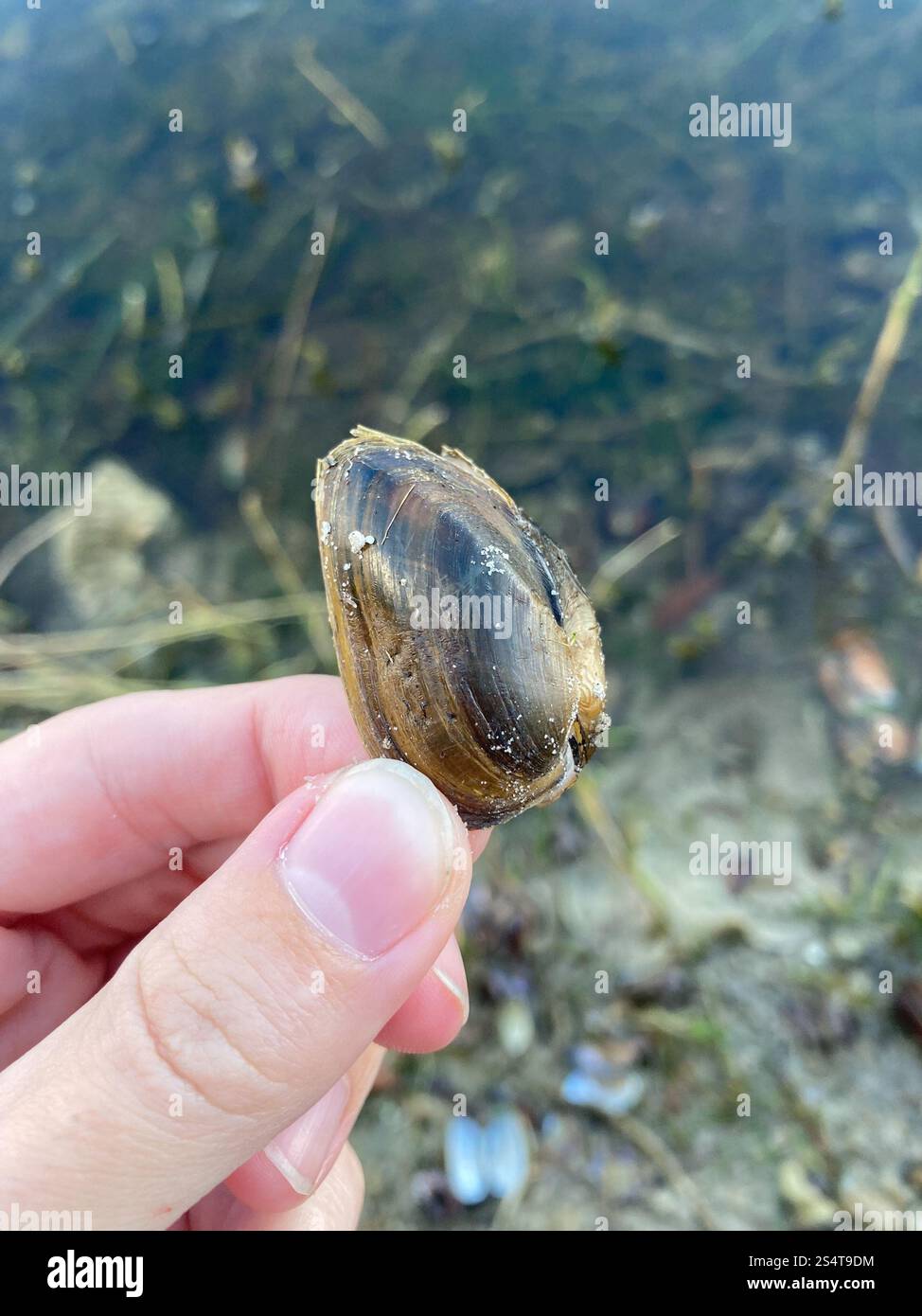 Florida Spike (Elliptio jayensis Stock Photo - Alamy